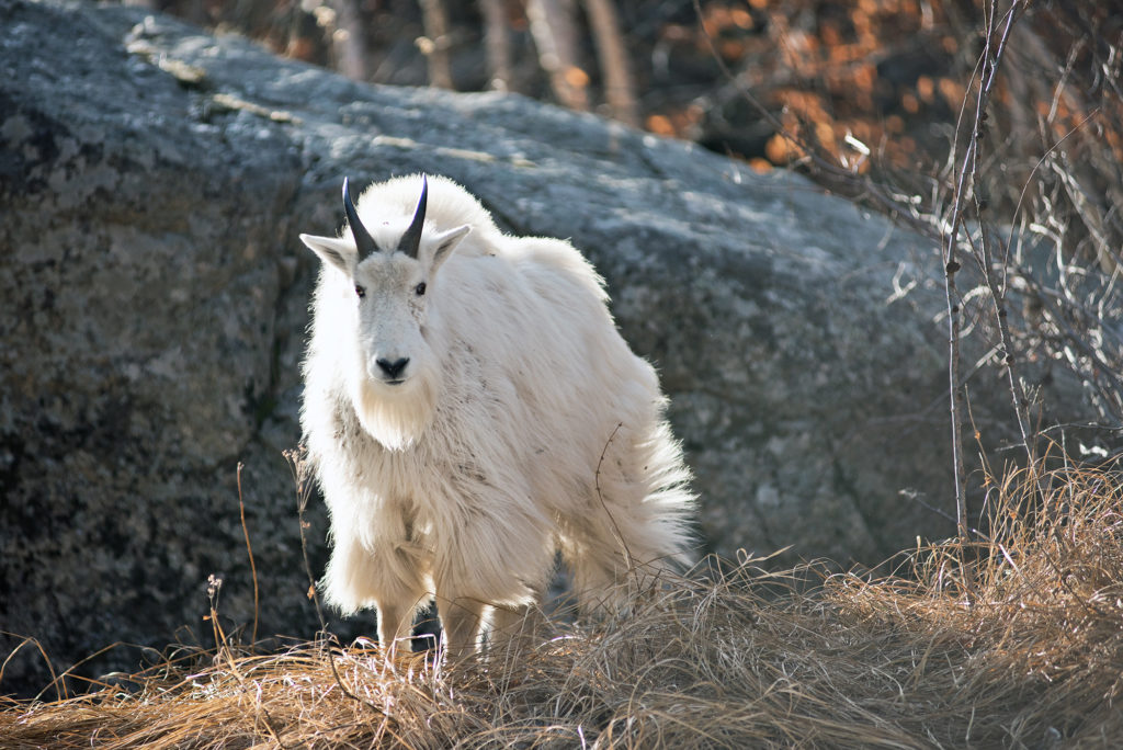 The Odd History of Mountain Goats in the Black Hills – Black Hills Visitor